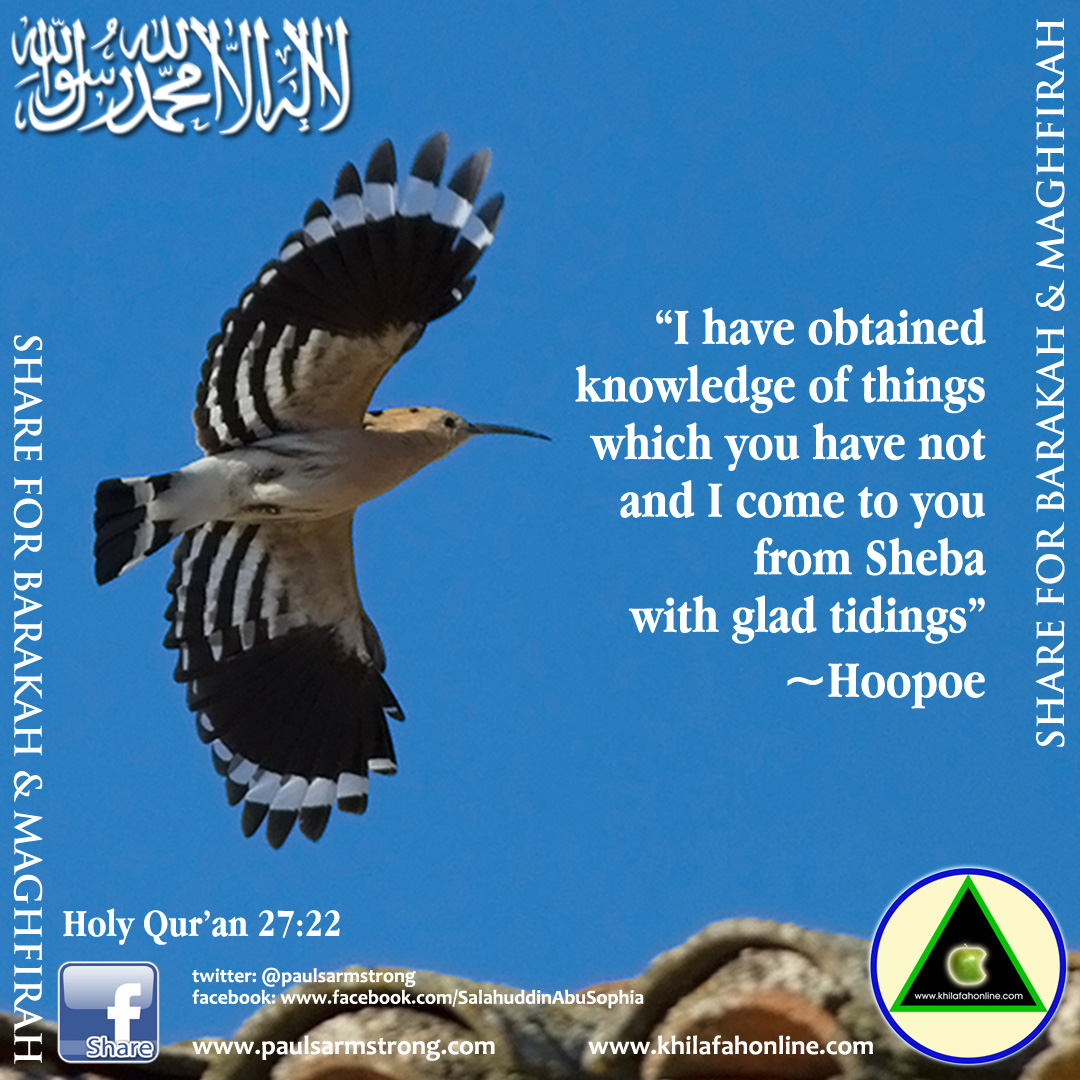 Hoopoe – Paul Salahuddin Armstrong